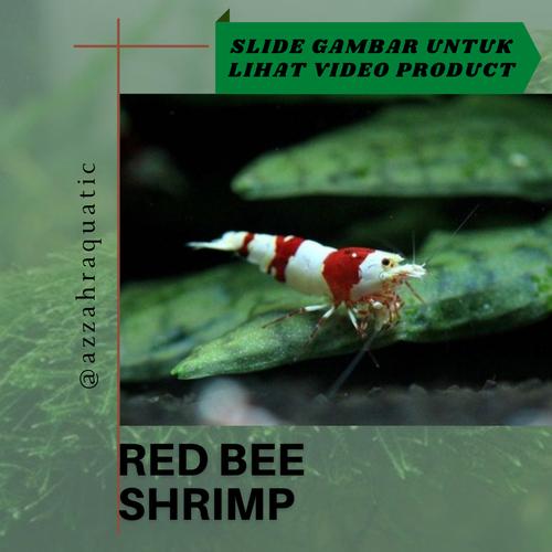 Promo Udang Hias Redbee Red Bee - Udang Hias Aquascape - Jakarta Timur ...