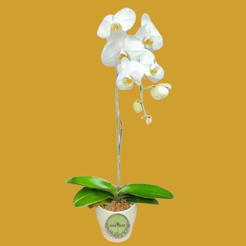 Jual Bunga Anggrek Bulan (1 Tangkai & Pot) - Ungu - Jakarta Barat ...