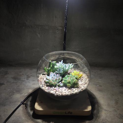 Jual Terrarium Kaktus Center of Life| Kado Tanaman | Gift Tanaman | Big ...