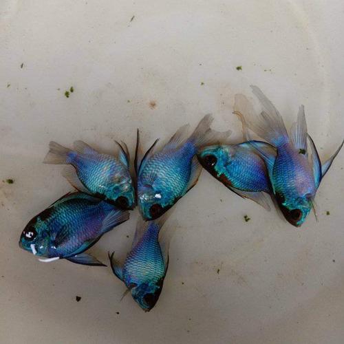 Jual ikan blue elektrik / ikan hias / ikan aquascape / ramirezi blue ...