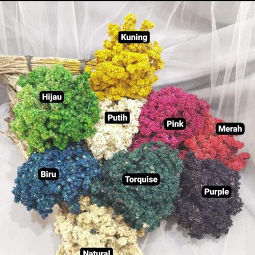 Jual Edelweiss Bunga Abadi / Bunga Kering - Orange - Jakarta Barat ...