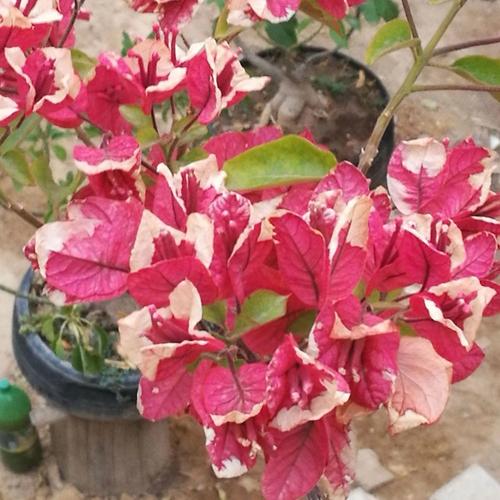 Jual Tanaman Hias Bougenville Bunga Kertas Merah Putih Kab Bogor