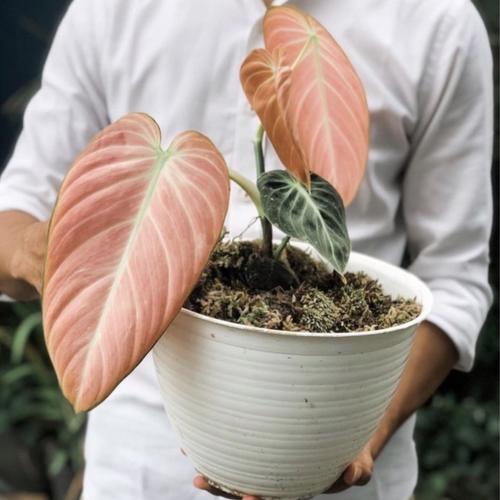 Jual tanaman hias melano pink - Kab. Bogor - MALA TAMAN | Tokopedia