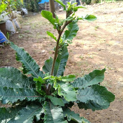 Jual tanaman tapak lima - Kota Bandung - Kebun herbal alami-1 | Tokopedia