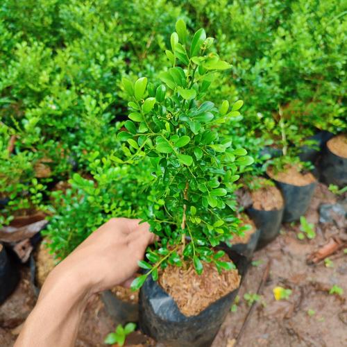 Jual tanaman bunga kemuning putih - kemuning mikro - Kab. Bogor ...