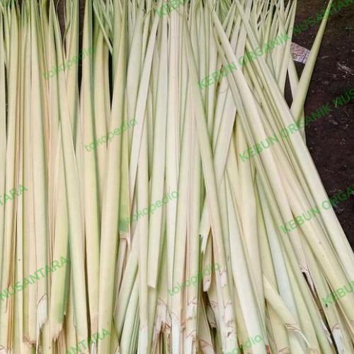 Jual Daun kelapa muda/daun janur segar fress - Kab. Bogor - KEBUN ...