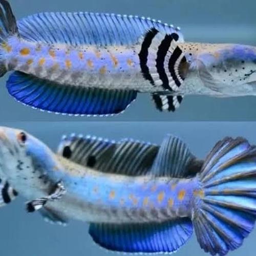Jual PULCRA BLUE 6-10 CM - 6-10 cm - Kab. Bantul - DOAIBU AQUATIC ...
