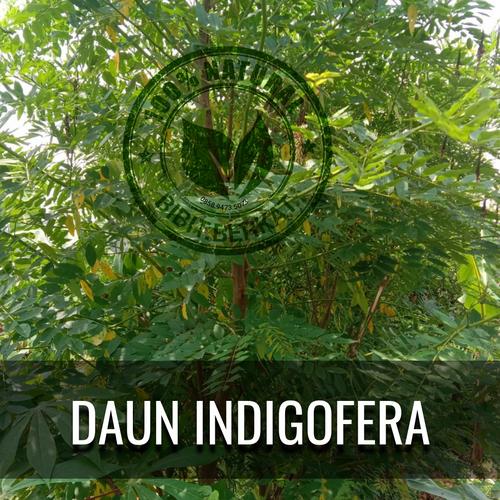 Jual PAKET DAUN INDIGOFERA PER KG - Kota Bogor - BIBITBERKAT | Tokopedia