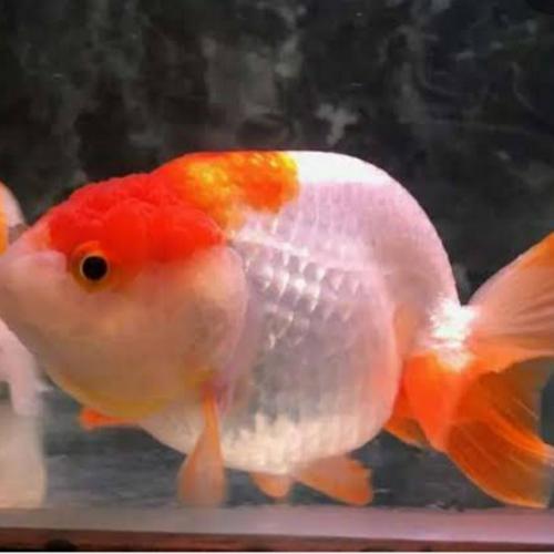 Jual ikan mas koki ranchu indukan - Kota Depok - Arsila fish | Tokopedia