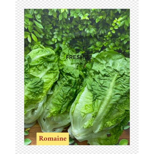 Jual Sayur romaine ( bobo fancy) - Jakarta Utara - bobo fancy | Tokopedia