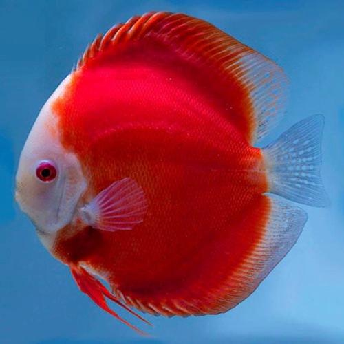 Jual ikan discus red melon size 1inch hiasan aquarium / aquascape ...