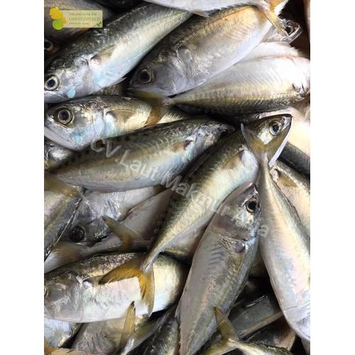 Jual Ikan Kembung Fresh Kembung Gepeng/Cewe 1Kg Hasil Laut Segar ...