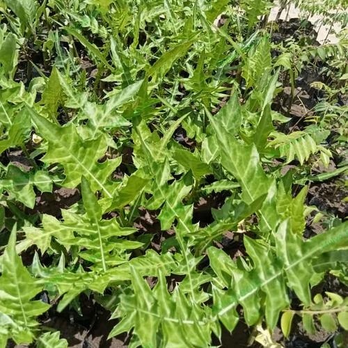 Jual Bibit tanaman herbal daruju | daun daruju | jeruju | acanthus ...