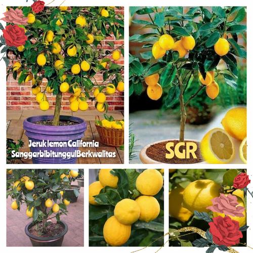 Jual bibit tanaman jeruk lemon California kondisi (brbuah) seperti di ...