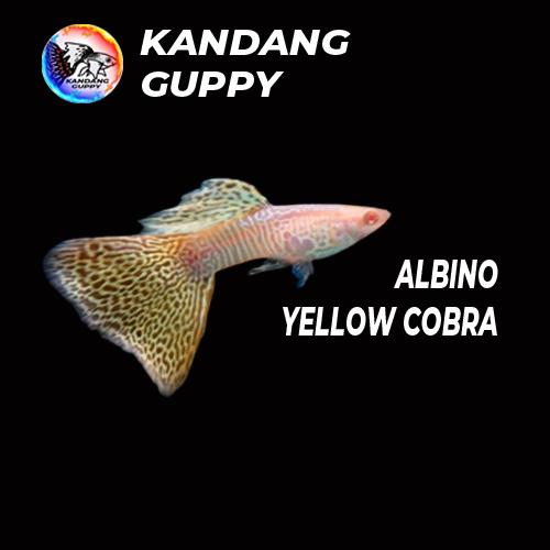 Jual GUPPY ALBINO YELLOW COBRA - Kota Depok - kandang-guppy | Tokopedia