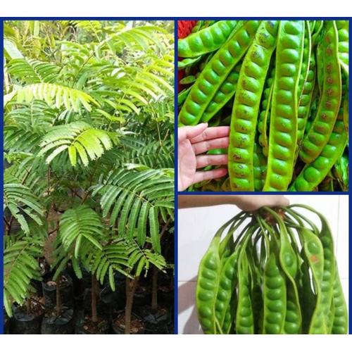 Jual Bibit Tanaman Petai Pohon Pete Hasil Okulasi Bibit Pete Unggul ...