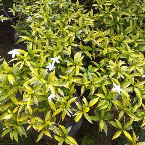 Jual tanaman sabrina rombusa daun kuning bunga putih - Kab. Bandung ...