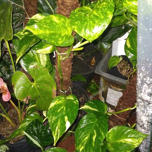 Jual Golden Pothos / Sirih Gading Emas - 3 Daun - Jakarta Selatan ...