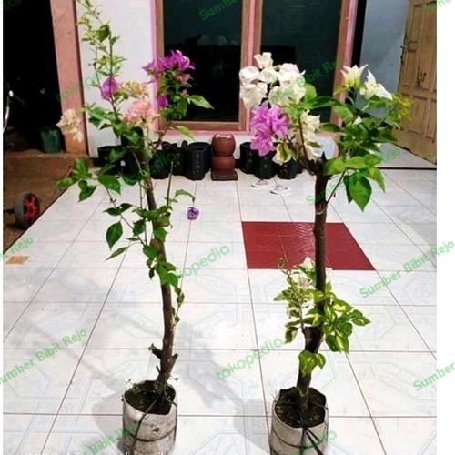 Jual tanaman bungga bugenfil batang besar dan tua 4 warna - Kab. Kediri ...