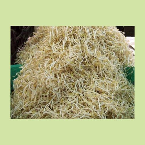 Jual Toge bangkok / toge panjang / toge bangkok fresh - Jakarta Selatan ...