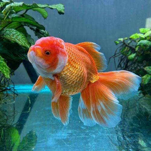 Jual Ikan maskoki Oranda Jambul ( goldfish / ikan hias / ikan air tawar ...