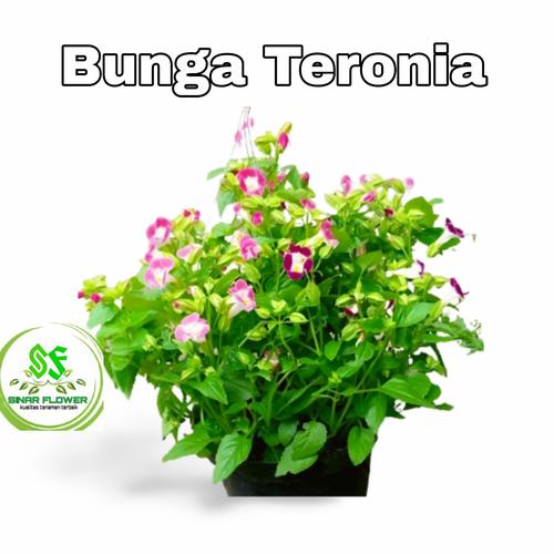 Promo bunga teronia/tanaman hias gantung/tanaman hias bunga teronia ...