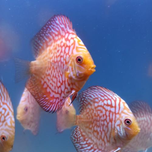 Jual Ikan Discus Pigeon Size 2 inc Discus Pigen ukuran 2 in Ikan Discus ...