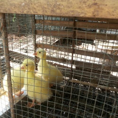 Jual anakan soang angsa - Kota Tangerang - ayamkampungapin | Tokopedia