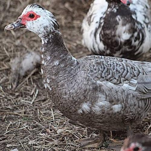 Jual Telur entok / mentok rambon jumbo fertil siap ditetaskan - Kab ...