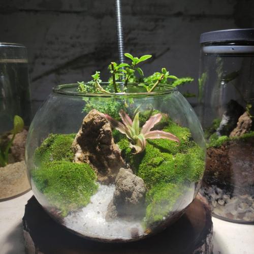 Jual River Garden | Terrarium | Kado Tanaman | Gift Plant - Belum ...