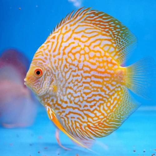 Jual Ikan Discus Pigeon Yellow Ikan Discus Yellow Pigeon size 2 inc ...