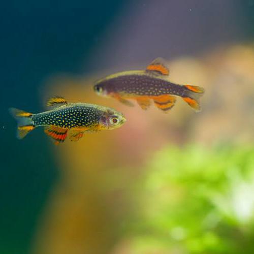 Jual ikan rasbora galaxy aquascape - Kota Tangerang Selatan - Giant ...