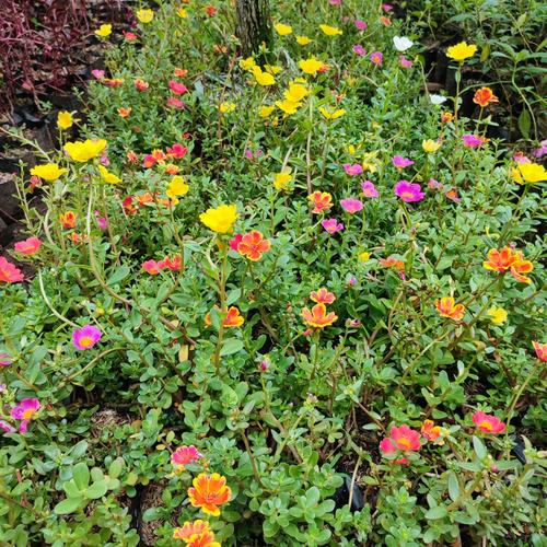 Promo tanaman sutra bombay portulaca krokot - Kab. Bogor - beautiful ...