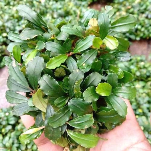 Jual Bucephalandra Mini Clump (tanaman aquascape) - Kab. Tasikmalaya ...