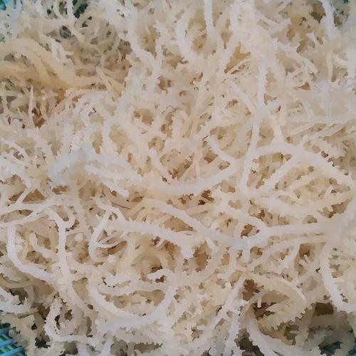 Jual RUMPUT LAUT SEGAR/FRESH 1KG-RUMPUT LAUT SEGAR - Jakarta Selatan ...