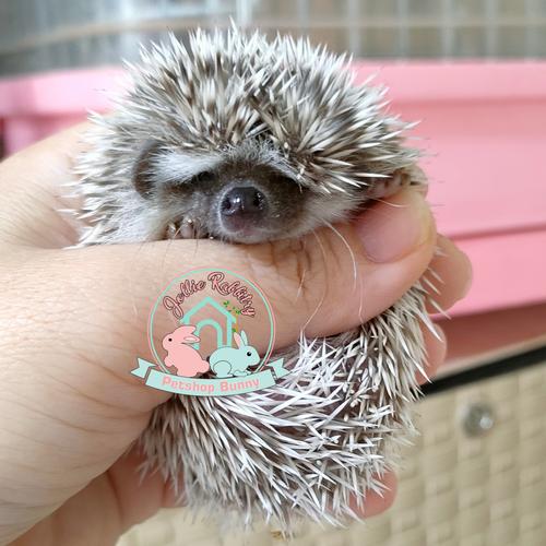 Jual landak mini hedgehog lamin landak susu albino Charcoal Tobiano ...