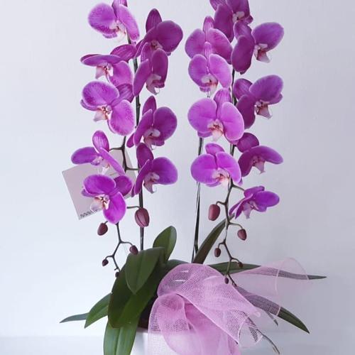 Jual KARANGAN BUNGA ANGGREK BULAN 1 POHON - 1 POHON - Ungu, 1 pohon ...