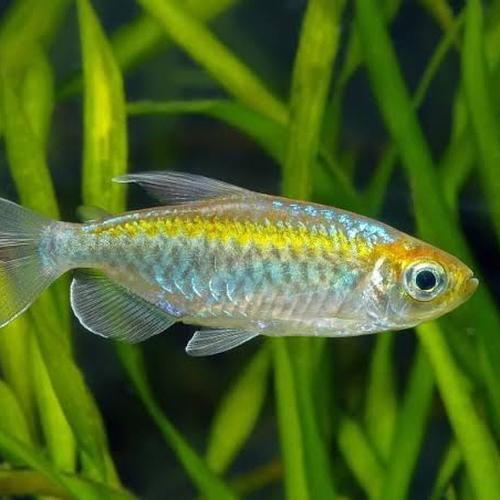 Jual ikan Congo Tetra aquascape - Kota Tangerang Selatan - Giant ...