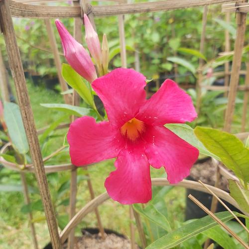 Jual tanaman hias mandevilla merah - Jakarta Barat - dayplant landscape ...