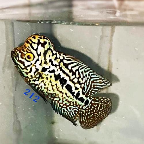 Jual Bakul212° Promo VIP Louhan King kamfa f2 Black Jaguar Ori Thailand ...