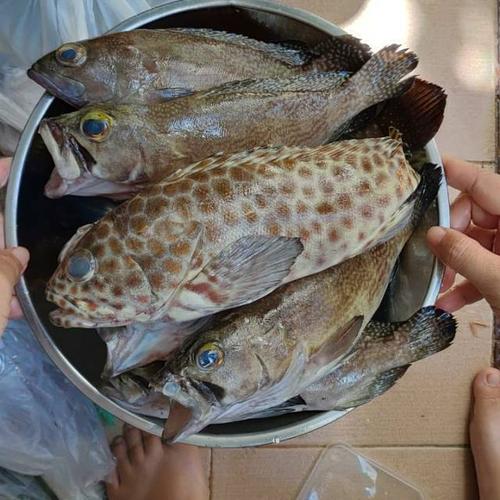 Jual Ikan Kerapu/Grouper Fresh 1kg - Kota Tangerang - Universeafood ...