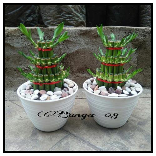Jual Paket bambu hoki / bambu rezeki / Bambu hoki susun 3 plus pot - 3 ...