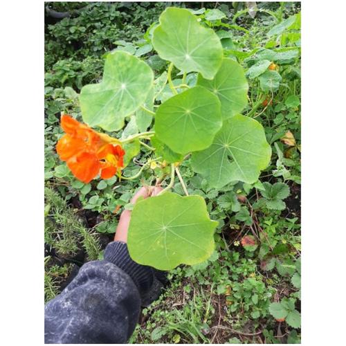 Jual Bibit Nasturtium, edible flower, Bunga oren - Orange - Kab ...