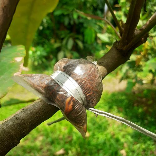 Jual cangkok jambu air super green - Kota Bogor - Home jual apa aja ...