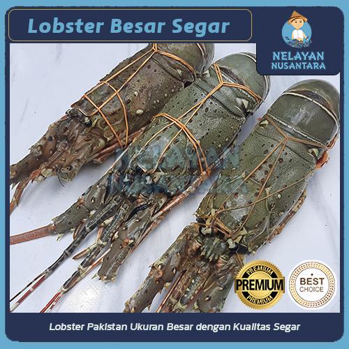 Jual Lobster Laut Segar/Lobster Besar 1kg 2-3 Ekor/Lobster Pakistan ...