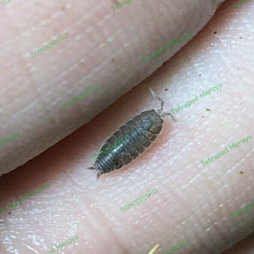Jual Nagurus Nanus Isopods / Isopod / Isopoda - 1 Ekor - 1 ekor ...