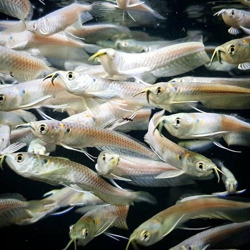 Jual Arwana silver / albino / red baby arwana 10 cm - Silver Brazil ...
