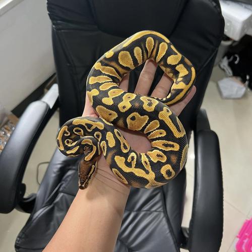 Jual ball python orange dream fire cypress yellowbelly female - Kab ...