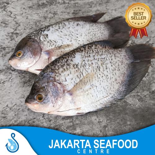 Jual Ikan Gurame Segar/Ikan Gurame Fresh 1kg 2-3 Ekor/Ikan Segar Bersih ...