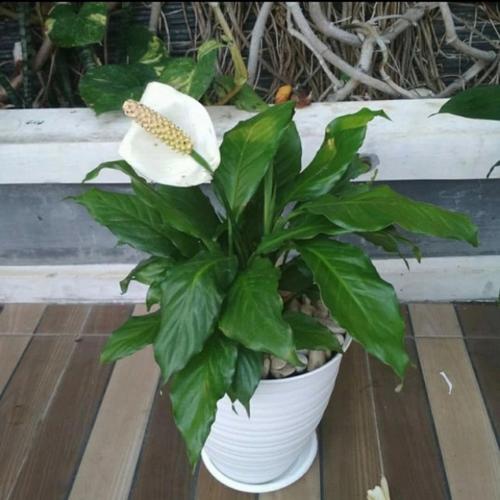 Jual Tanaman Hias Bunga Peace Lili Rimbun Berbunga + Pot Putih ...